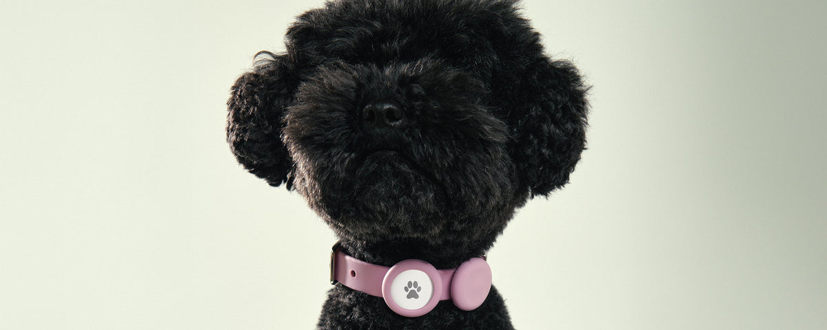 Pet Accessories | frank green Australia